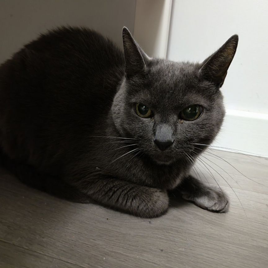 Котик в добрые руки