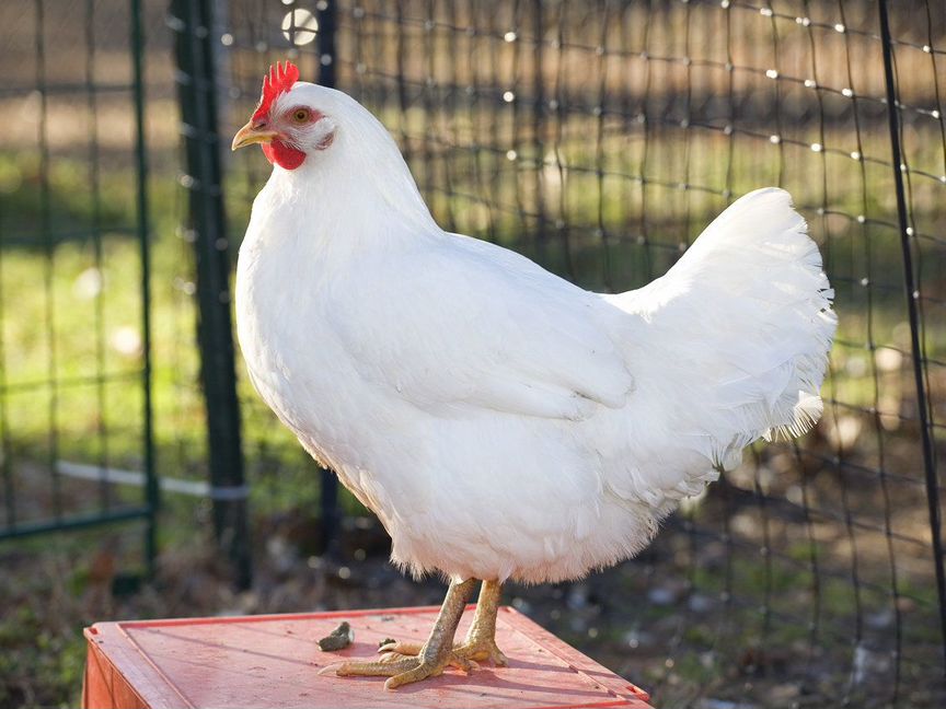 Курицы несушки доминанты