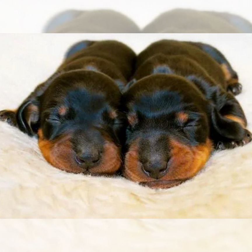 Такса, щенок