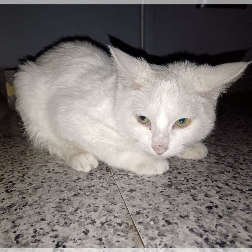 Отдадим котёнка в добрые руки