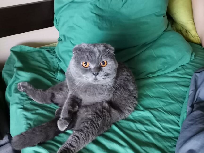Отдам котика в добрые руки
