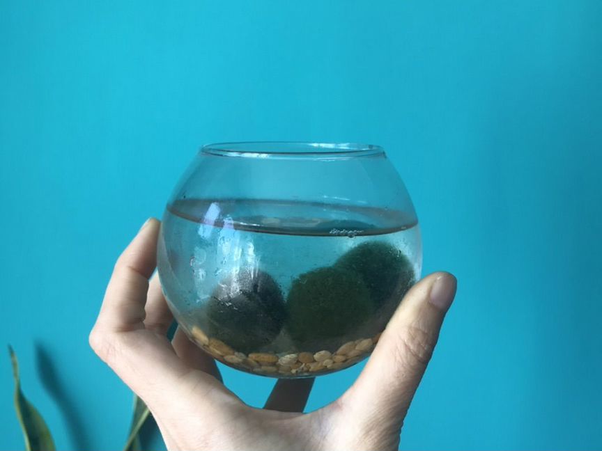 Миниаквариум с ракушками и маримо/кладофора