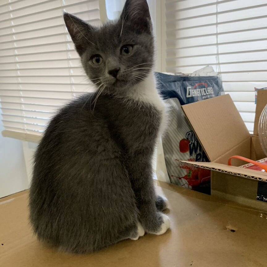 Котята в добрые руки бесплатно