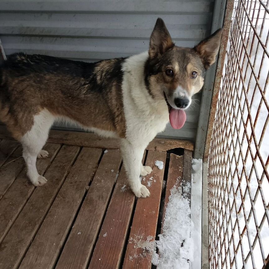 Собака. Лёвшино