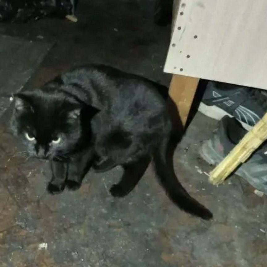 Взрослый кот в добрые руки