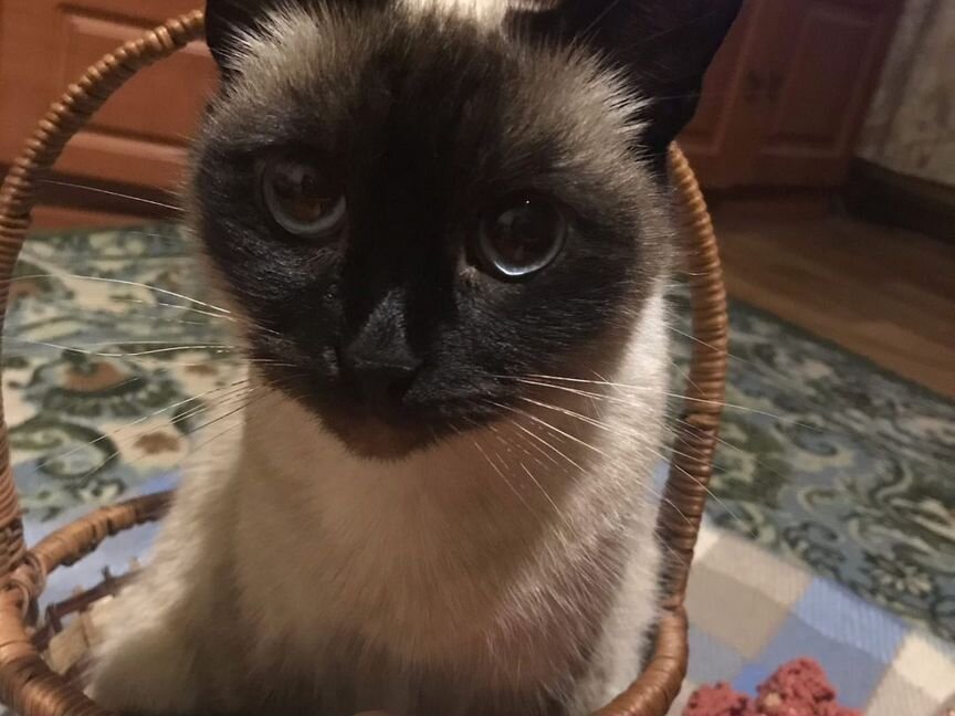 Сиамская кошка