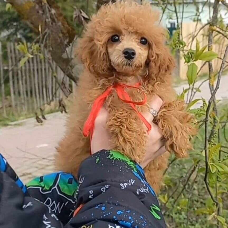 Той-пудель, щенок