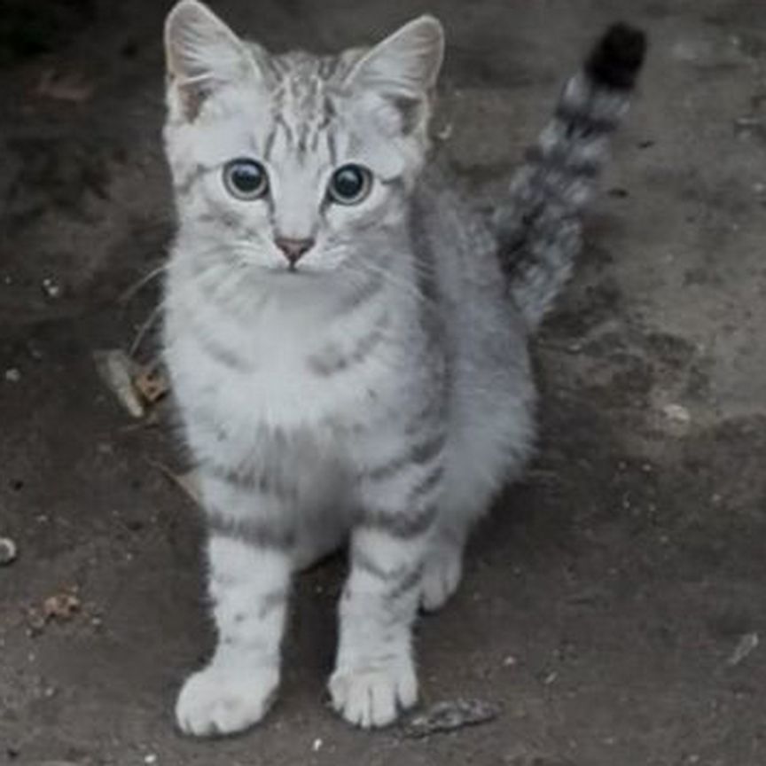 Котенок 3 месяца девочка