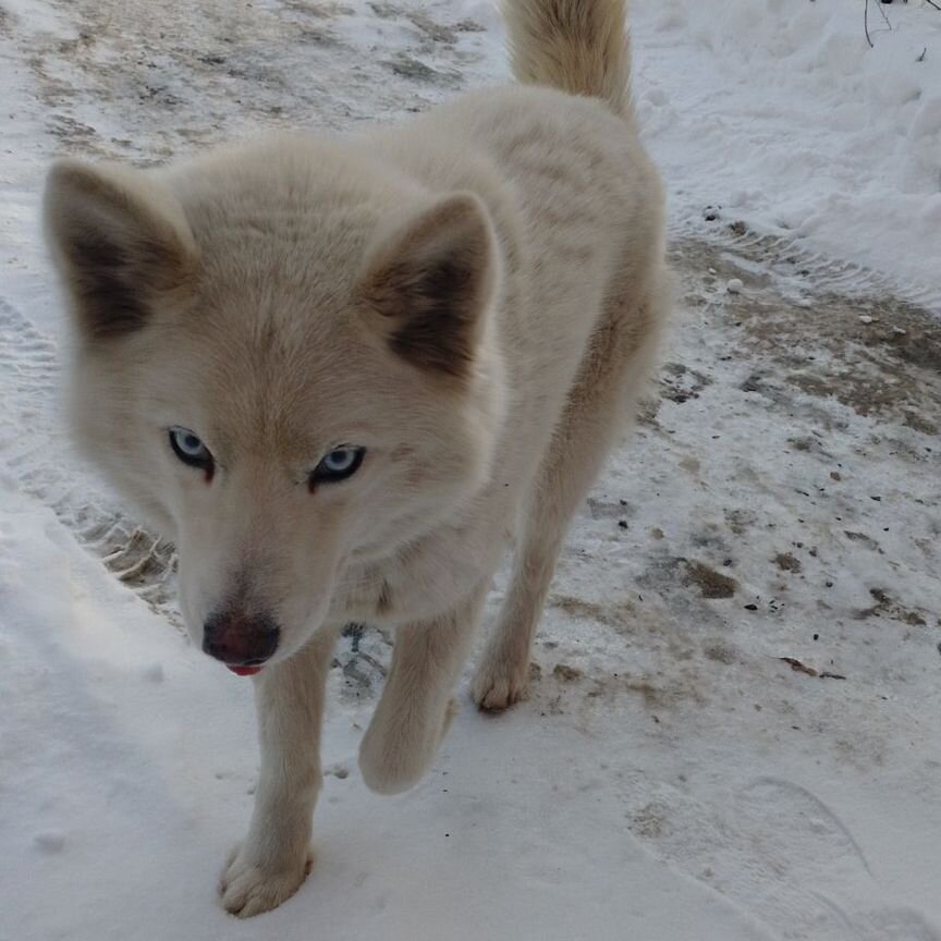 Самоедская собака, взрослая