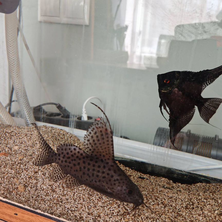 Синодонтис/сом перевертыш/сом кукушка