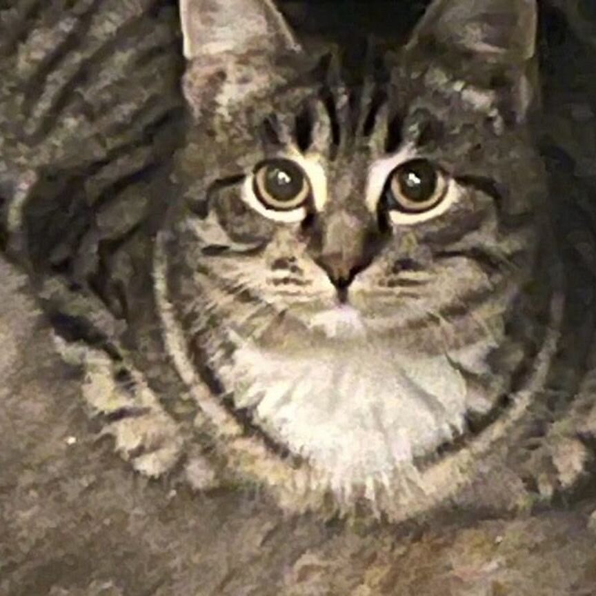 Котёнок в добрые руки