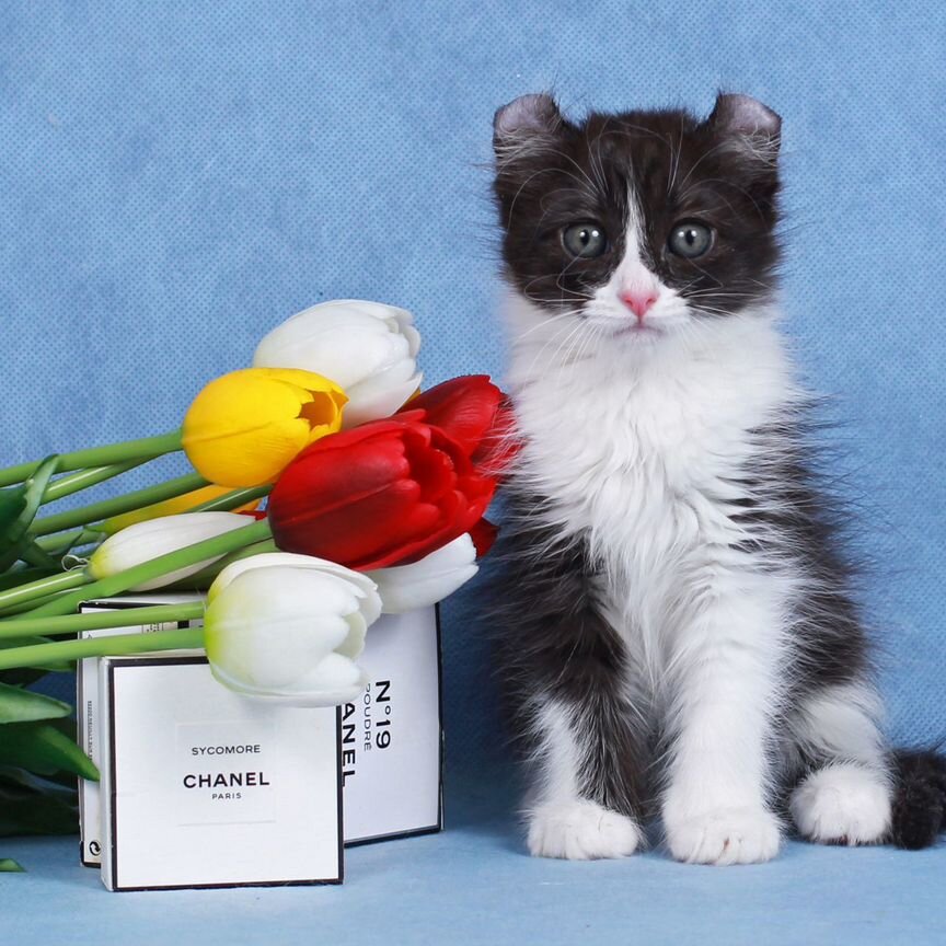 Американский кёрл