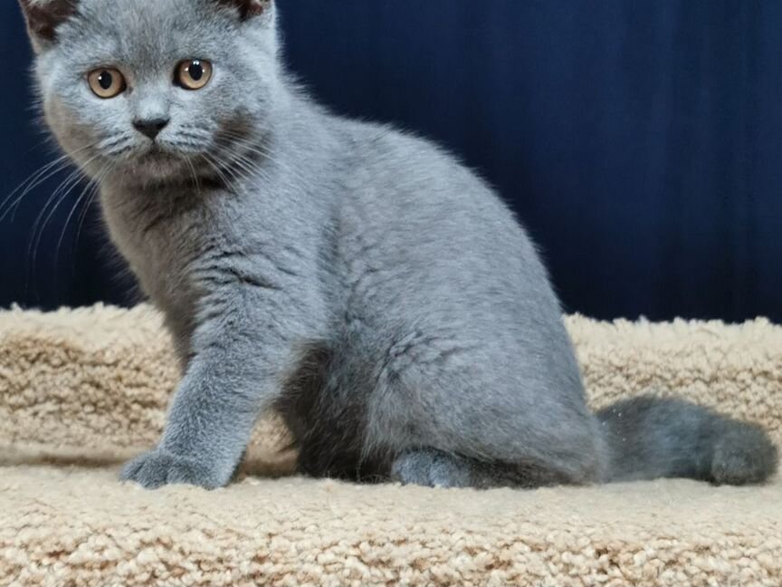 Британская короткошерстная