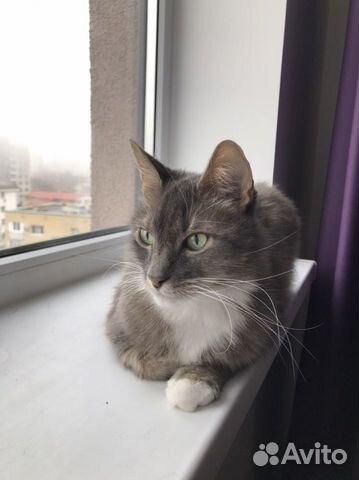 Котик