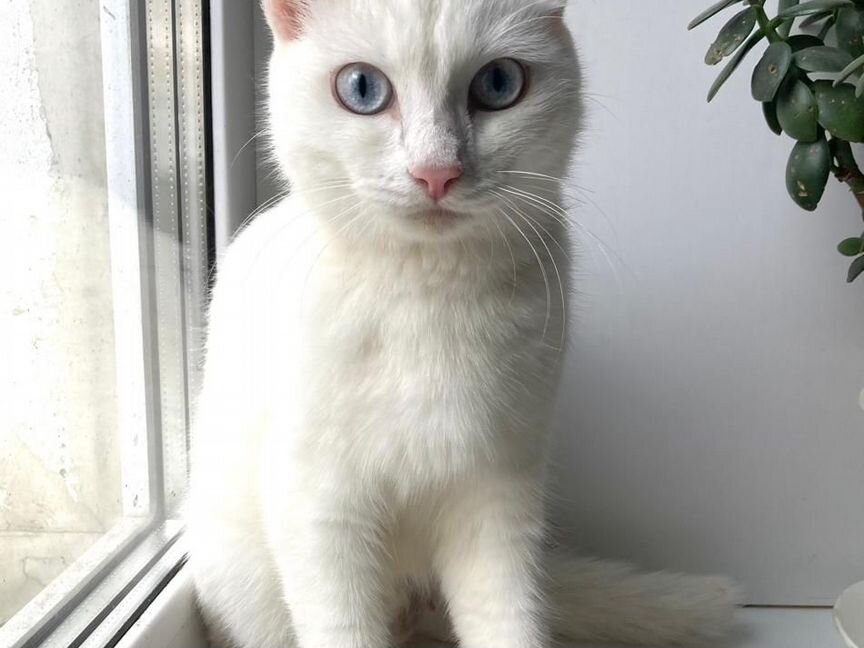 Молодая кошечка очень умная девочка