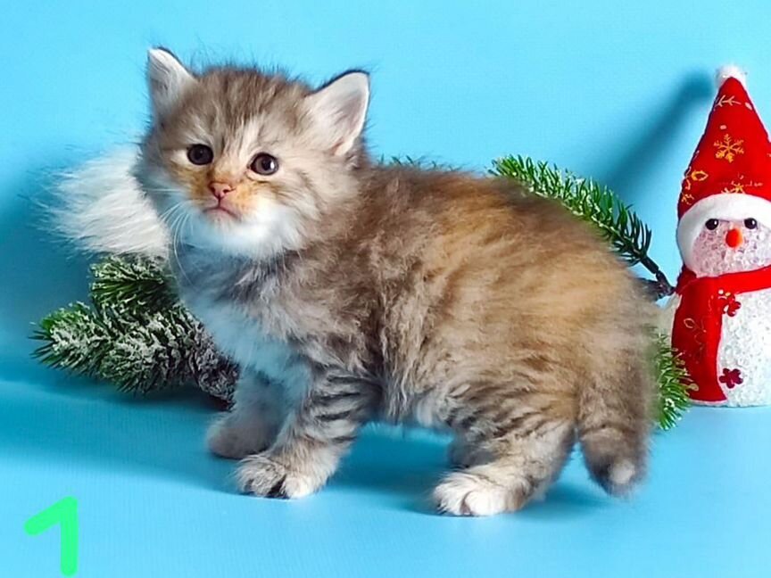 Котята