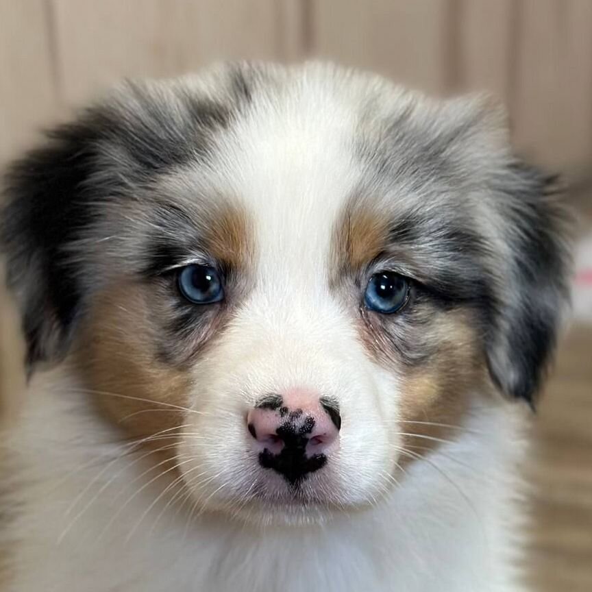 Австралийская овчарка, щенок