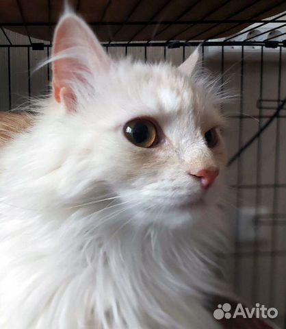Молодой котик Персик, в дар