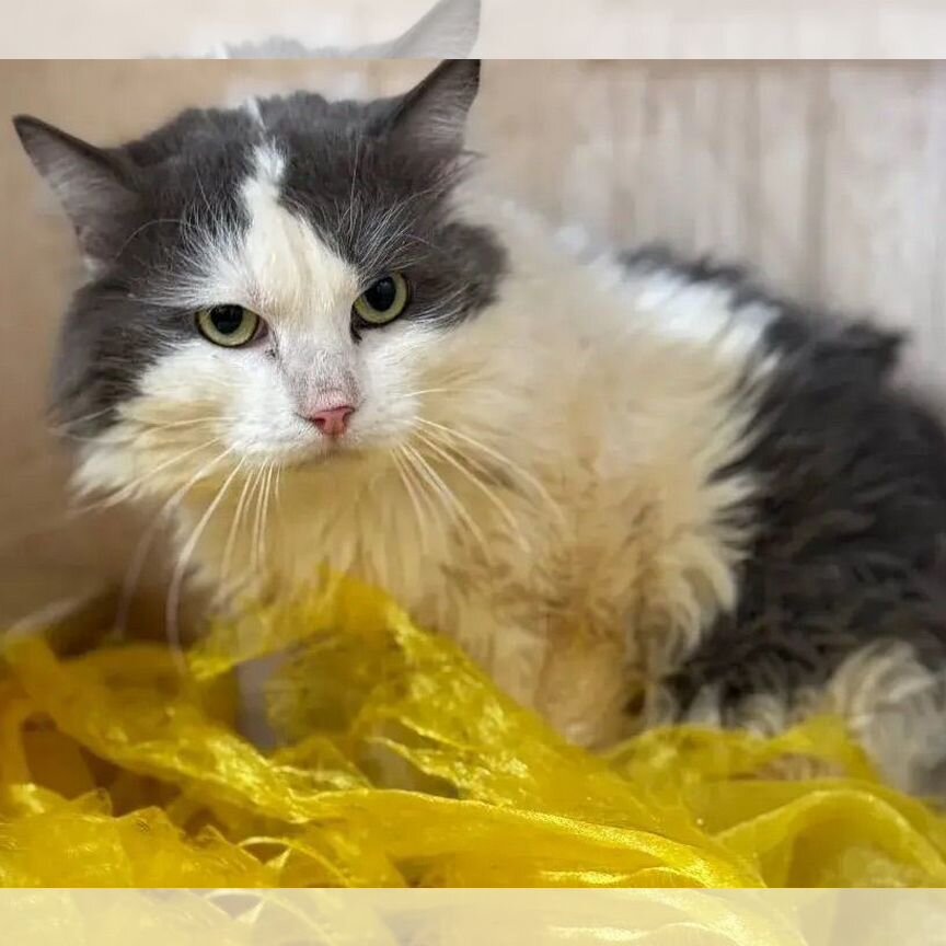 Взрослый кот в добрые руки