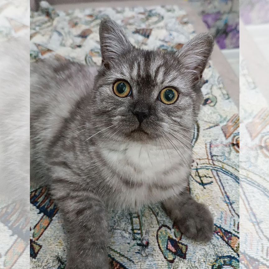 Шотландский прямоухий короткошёрстный котёнок