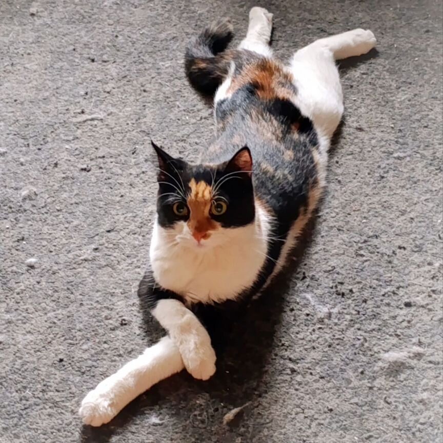 Взрослая кошка в добрые руки