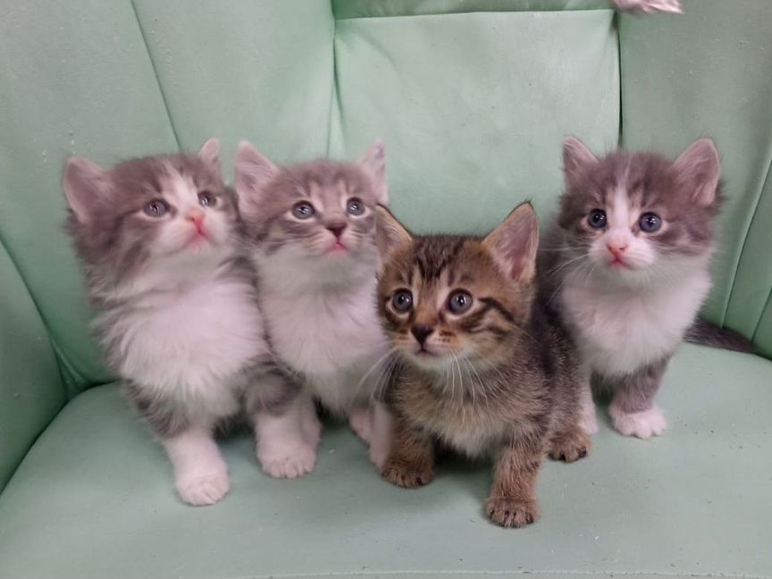 Котята