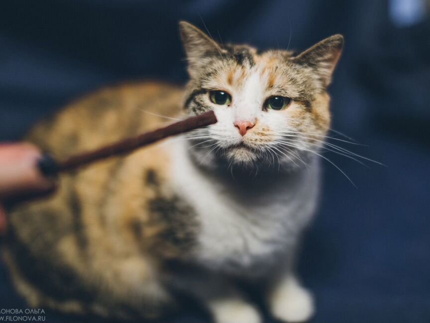 Кошечка Ириска из приюта в добрые руки бесплатно