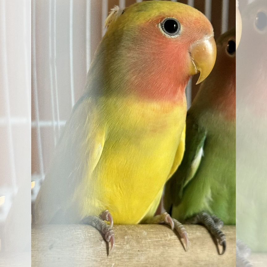 Птенцы попугая неразлучника