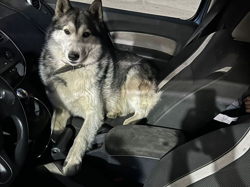 Отдам в добрые руки Маламут