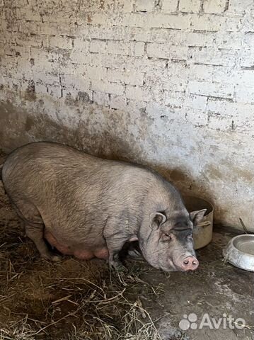 Вьетнамский вислобрюхий хряк