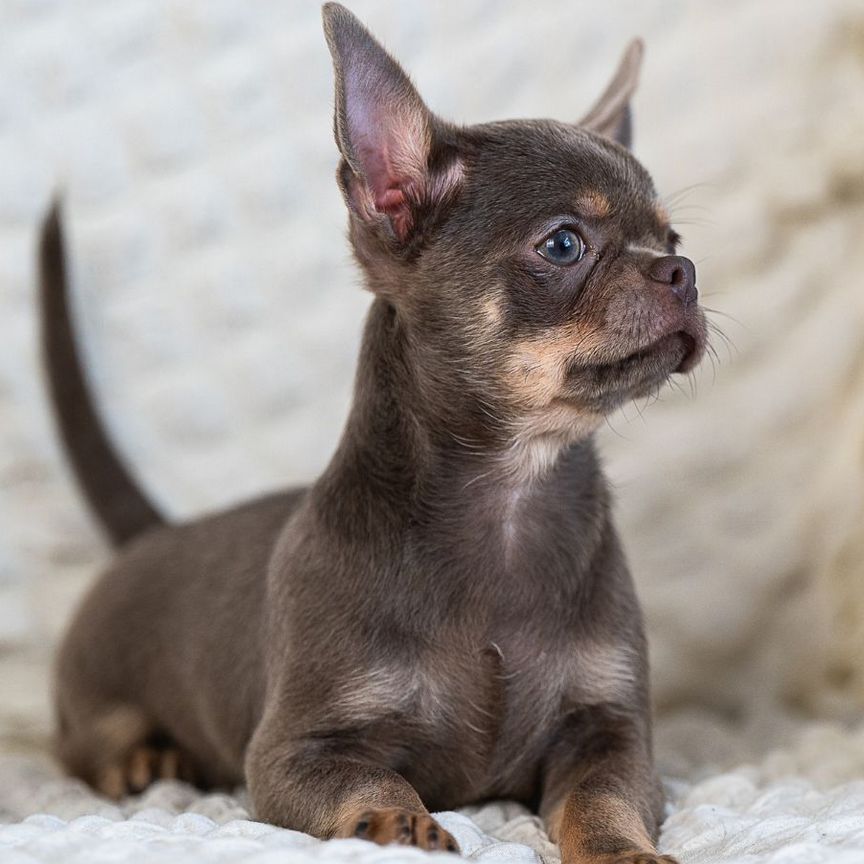 Чихуахуа, щенок