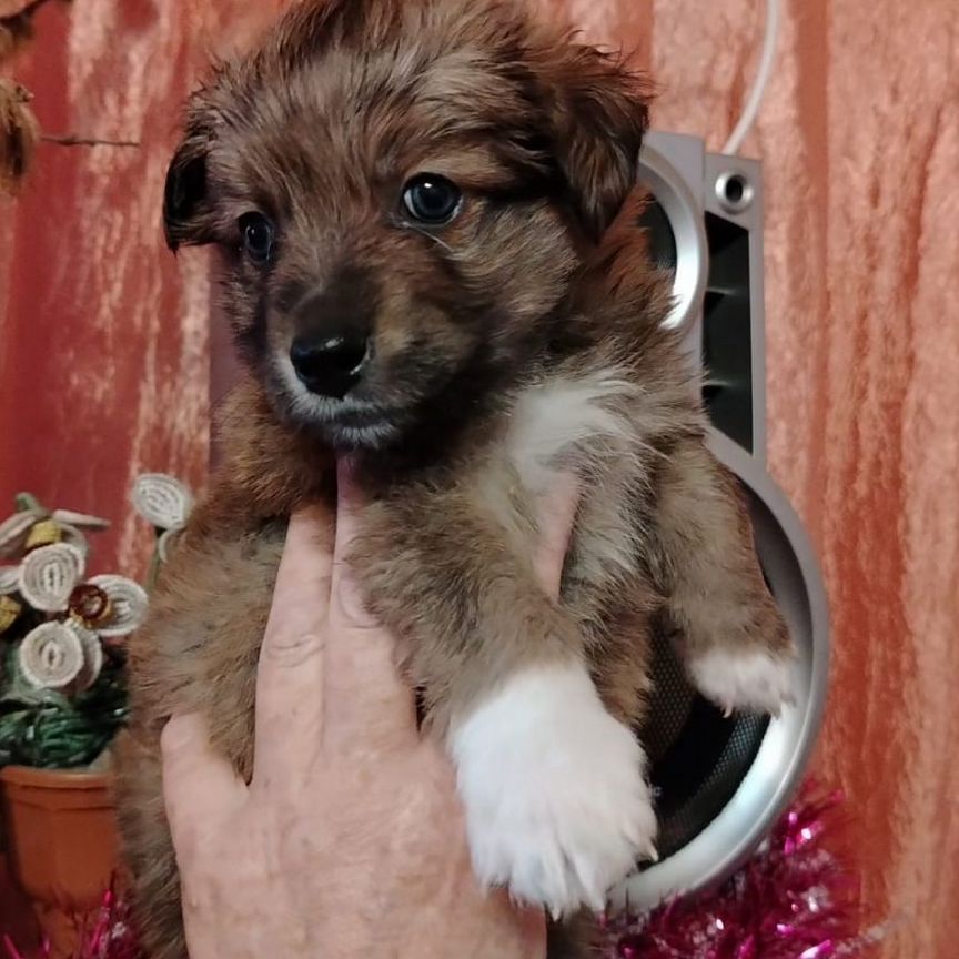 Отдаем маленького красивого мальчика в добрые руки