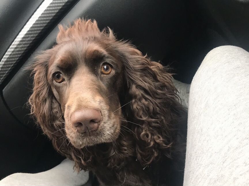 Кокер спаниель вязка