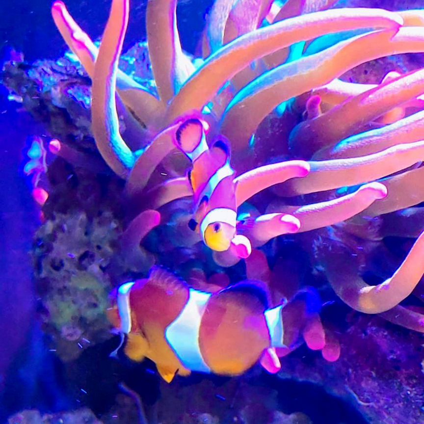 Актинии квадриколор