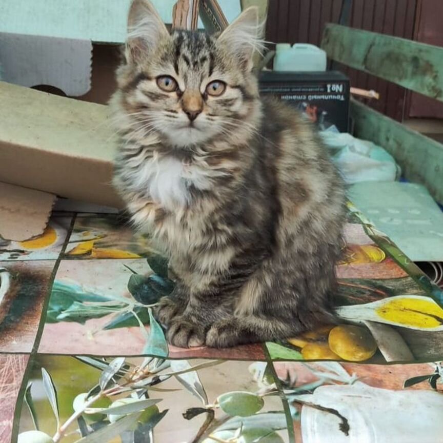 Котёнок девочка