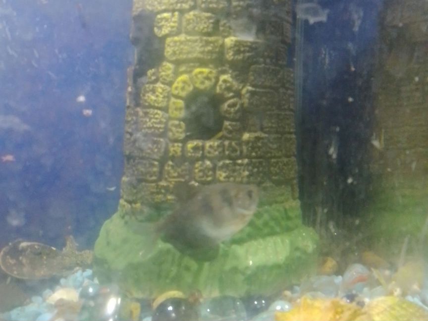 Аквариумные рыбки Теренция