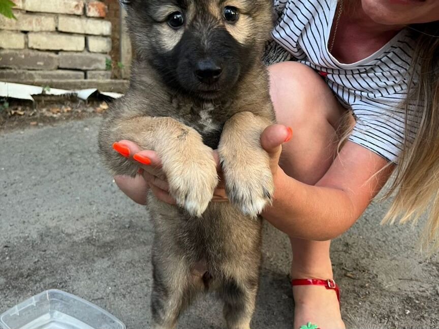 Кому так повезет я ищу семью