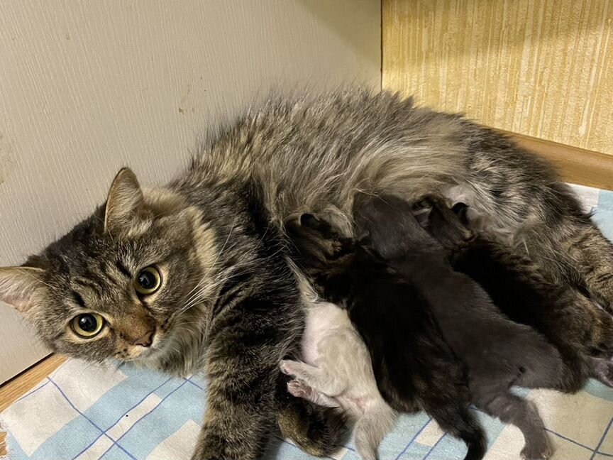 Кошка