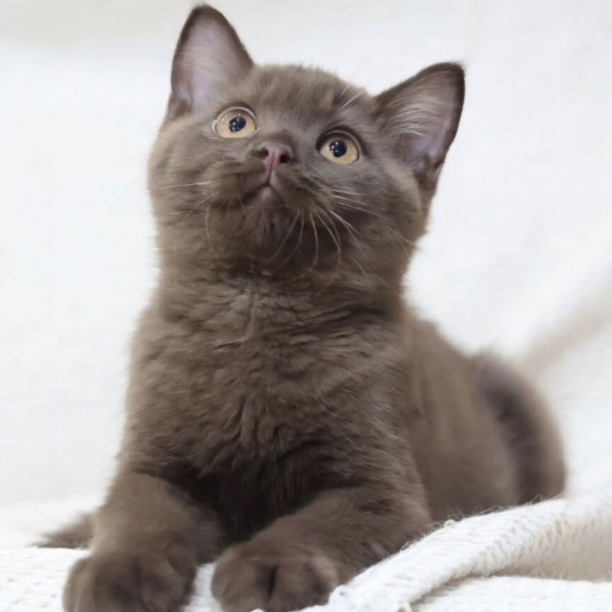 Британский короткошёрстный котёнок