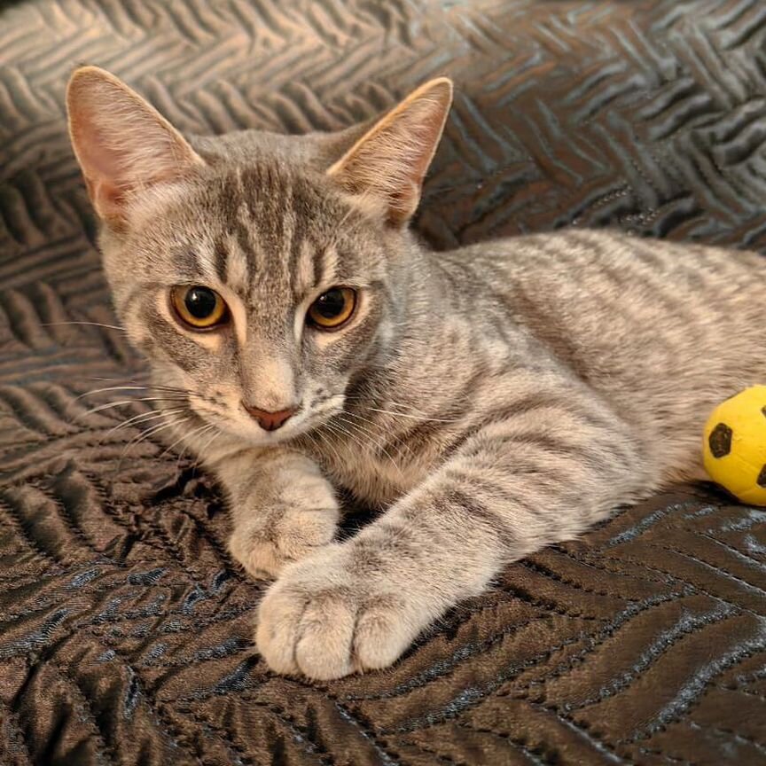 Взрослый кот в добрые руки