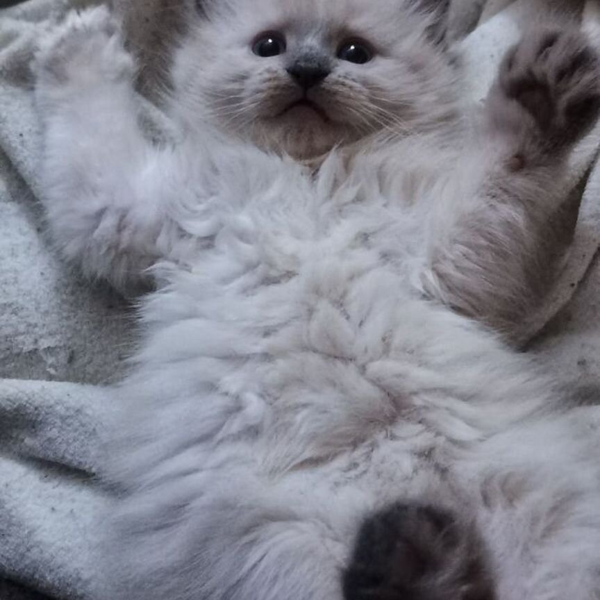 Котята