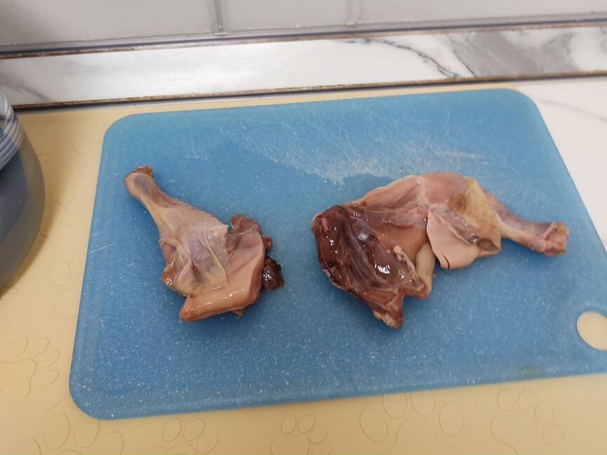 Отдам перепелок и цыплят в приют для животных