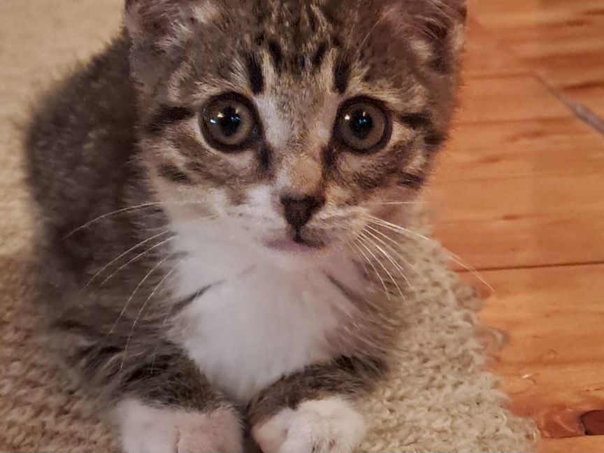 Котенок в добрые руки