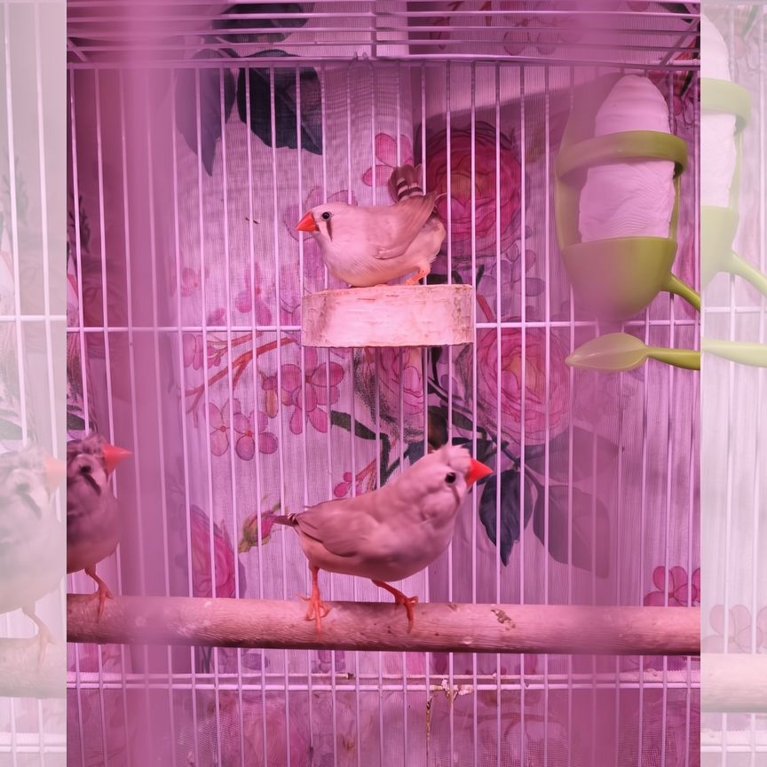 Зебровые амадины