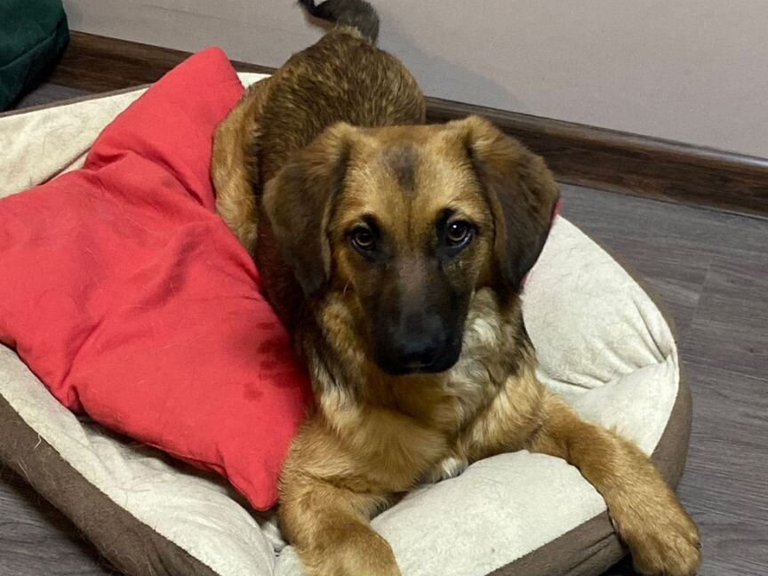 Ищем семью малышу Кексу