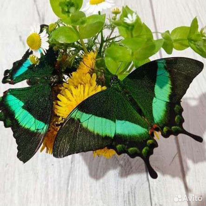 Ферма тропических бабочек