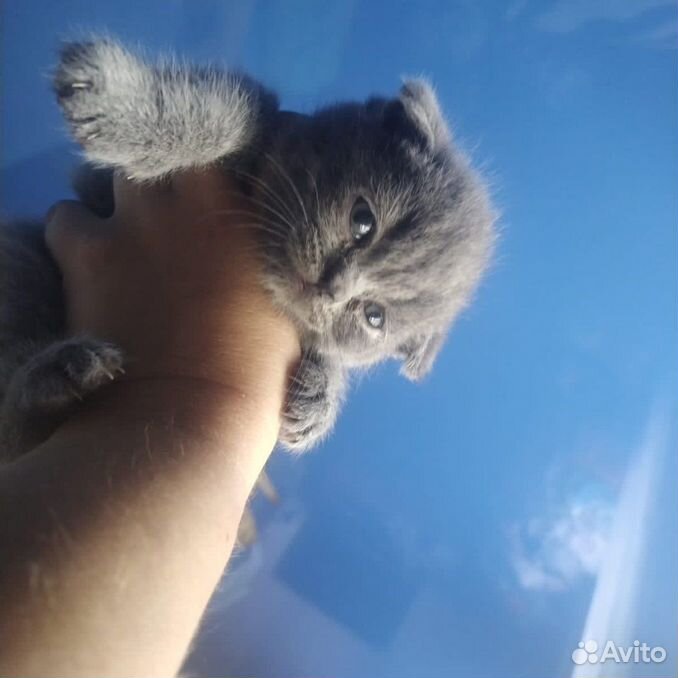 Шатланский вислоухий котик