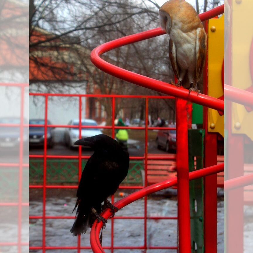 Ворон,воронята,сова,совы. Приму в дар,заберу