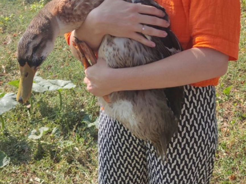 Руанская утка