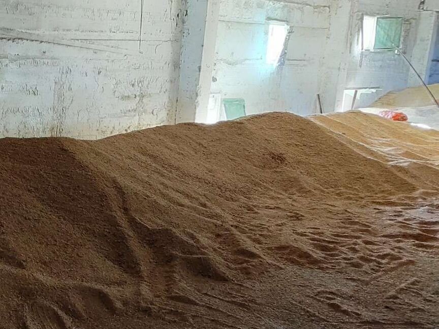 Пшеница канадская миссури